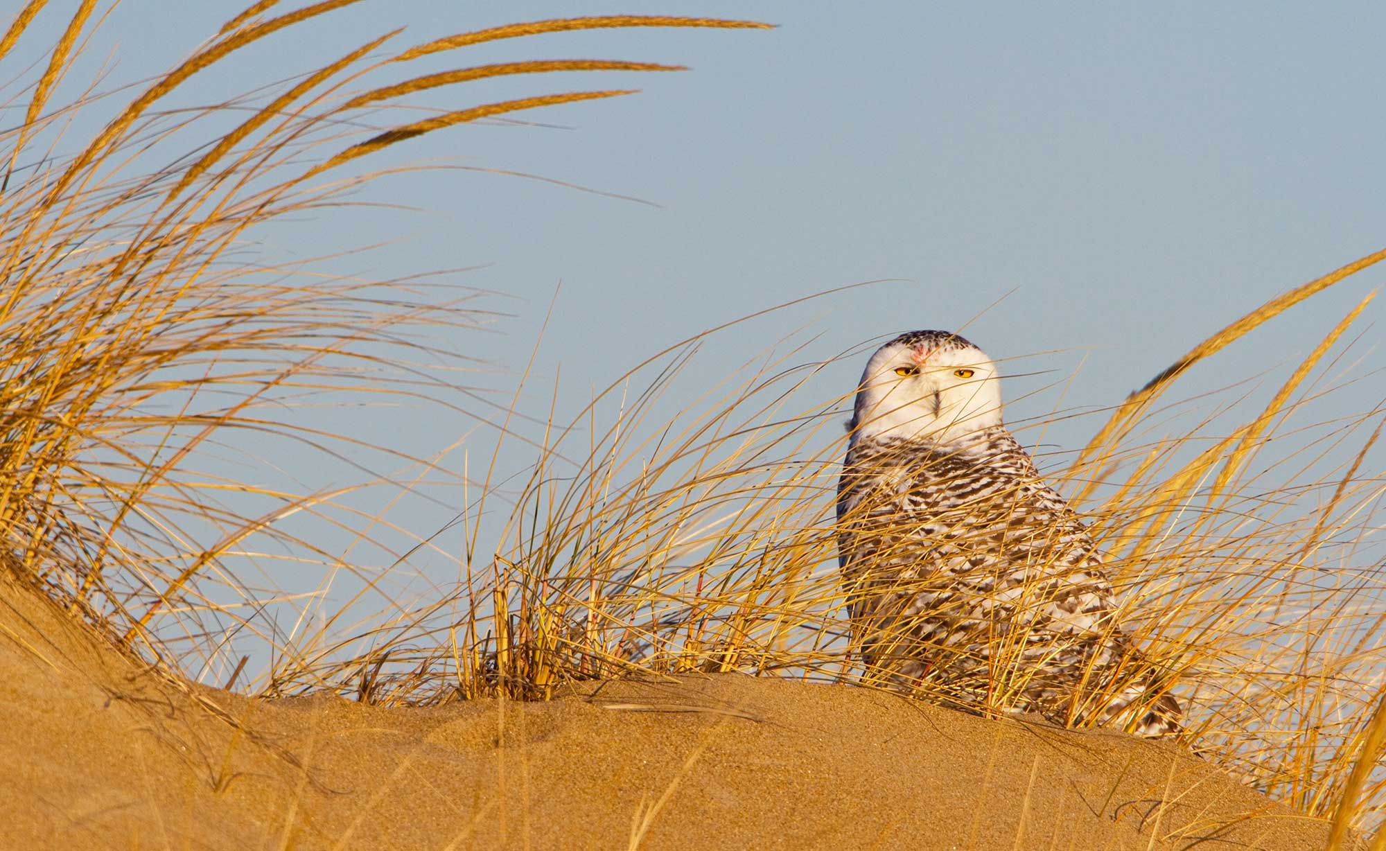 Become A Member - Essex National Heritage Area